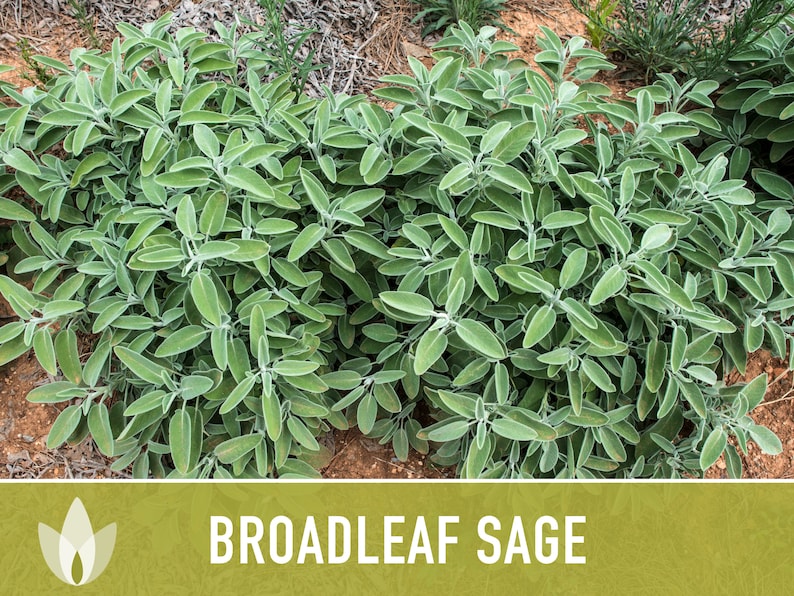 Sage, Broadleaf Heirloom Herb Seeds - Non-gmo, Open Pollinated ...