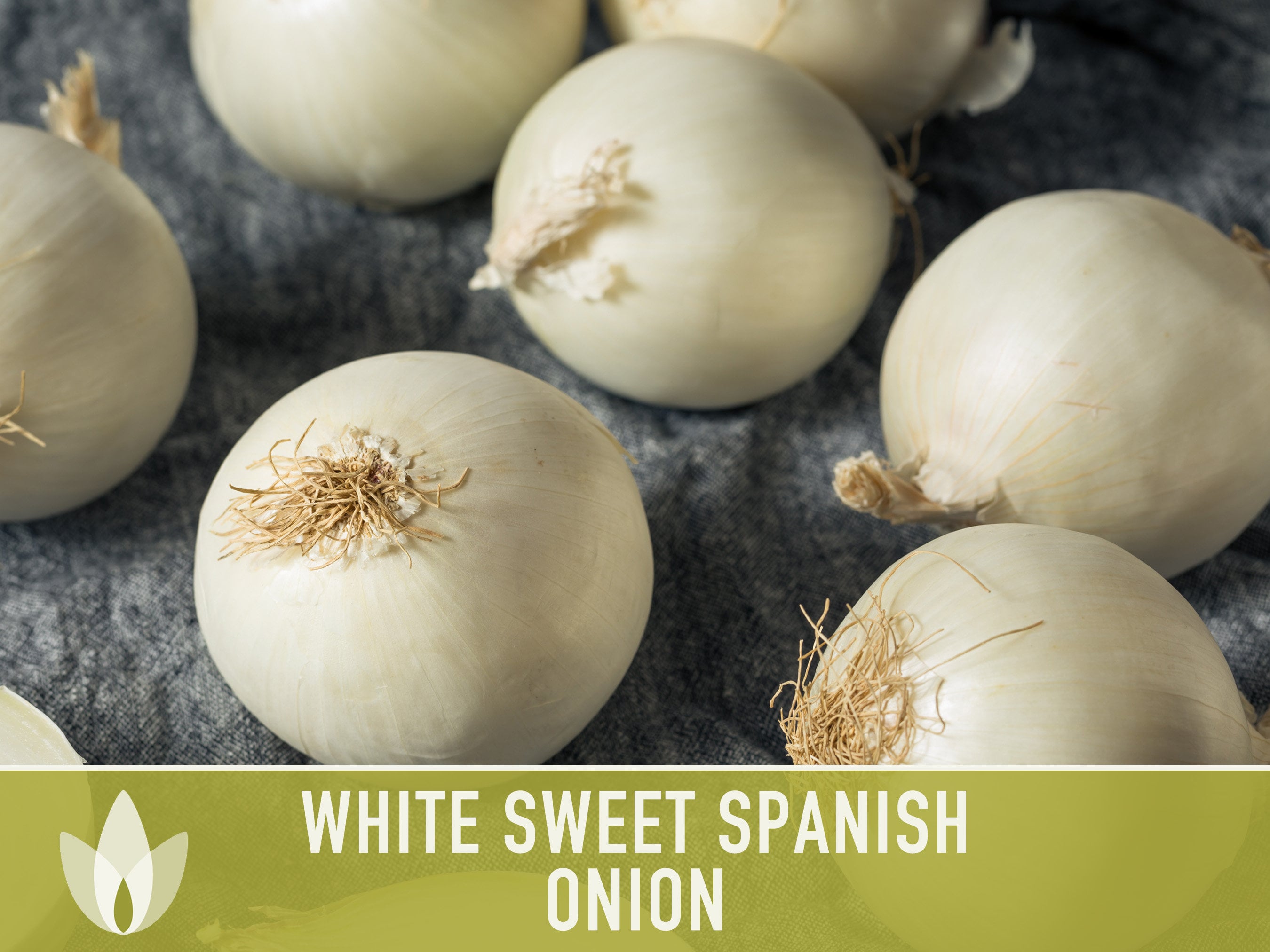 White Sweet Spanish Onion Heirloom Seeds - Etsy