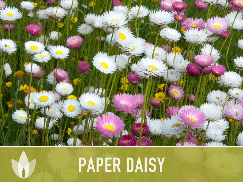 Paper Daisy Flower Seeds Heirloom Seeds Everlasting - Etsy