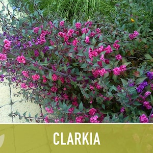 Clarkia Flower Seeds - Heirloom Seeds, California Native Wildflower Mix ...
