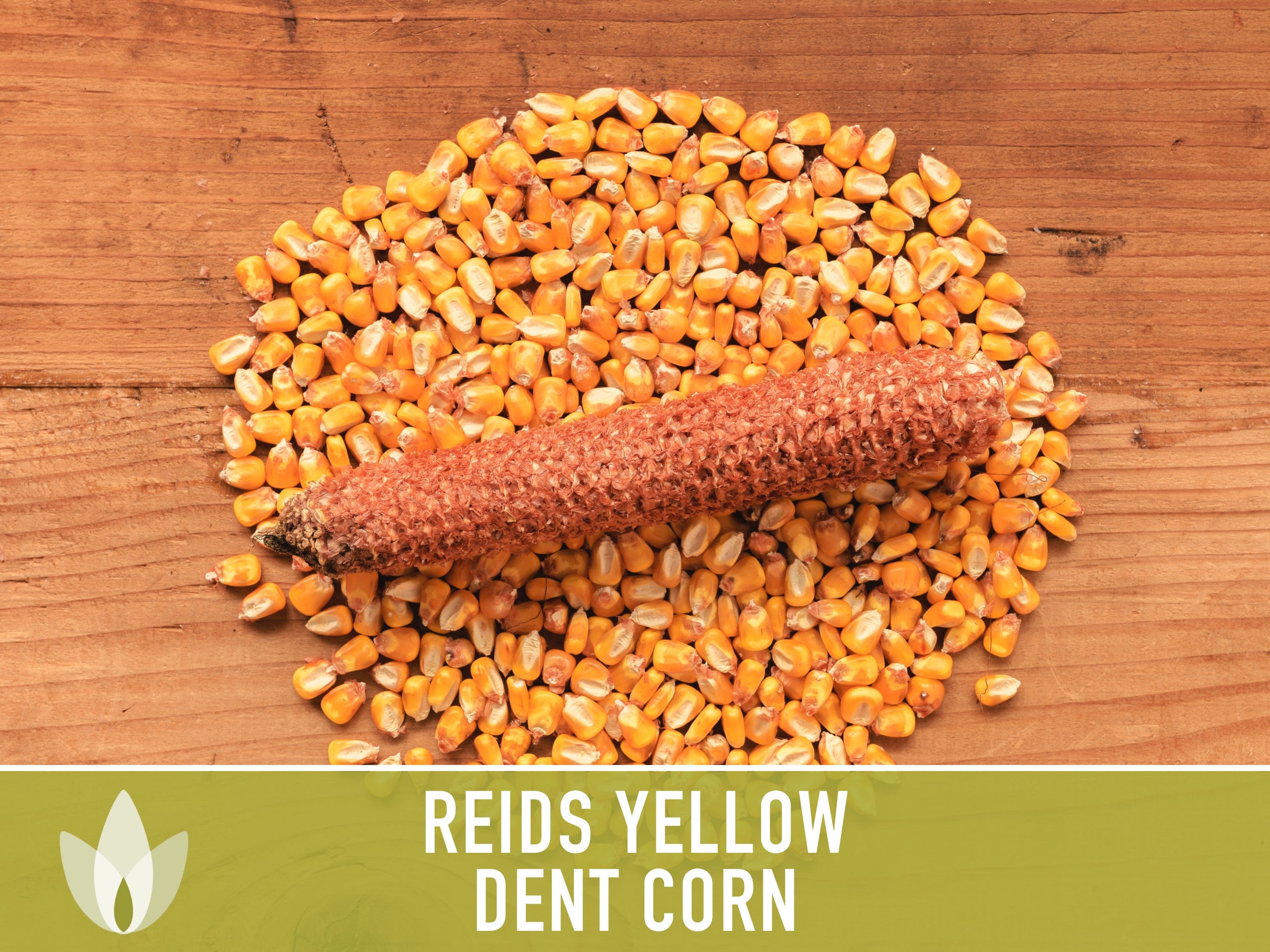 Reid's Yellow Dent Corn Seeds - Heirloom, Open Pollinated - Etsy
