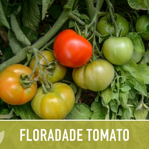 Floradade Tomato Seeds - Heirloom Seeds, Determinate, Sauce Tomato ...