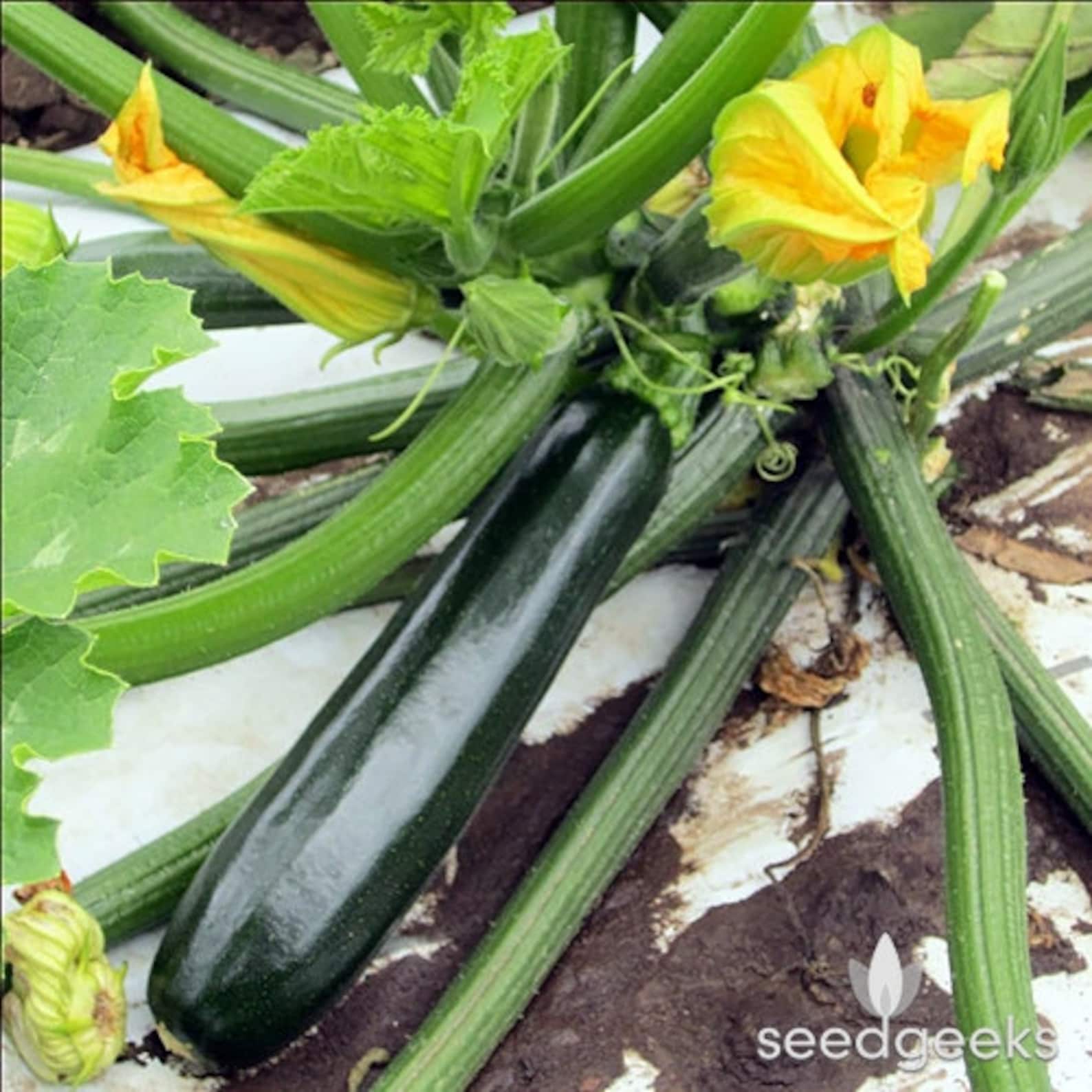Dark Green Zucchini Heirloom Seeds - Etsy