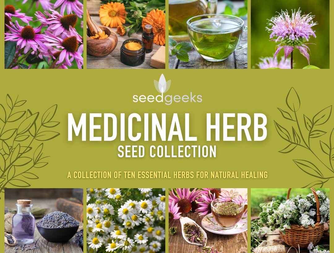 Medicinal Herb Seed Collection 10 Essential Heirloom - Etsy