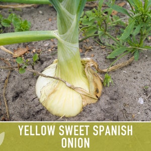 Yellow Sweet Spanish Onion Seeds - Heirloom, Root Vegetables, Fall ...