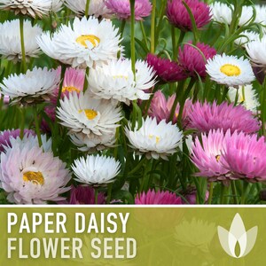 Paper Daisy Flower Seeds - Heirloom Everlasting Flowers for Bouquets - Etsy