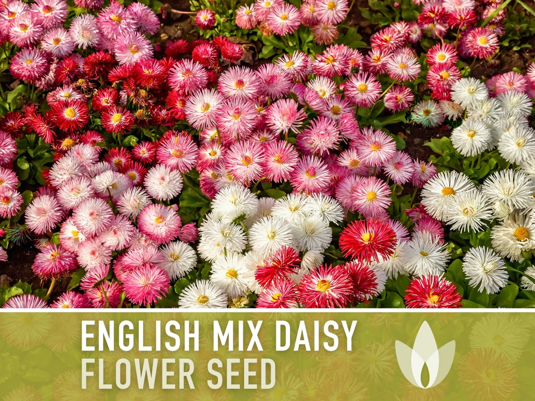 English Daisy Mix Flower Seeds - Heirloom, Cut Flowers, Early Blooms ...