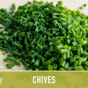 Chives Heirloom Herb Seeds - Etsy