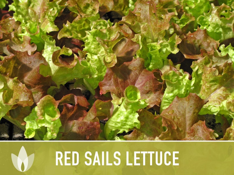 Red Sails Lettuce Heirloom Seeds - Etsy