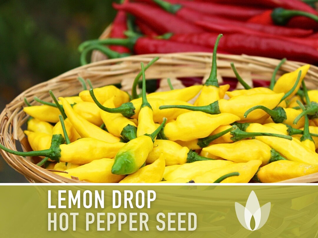 Lemon Drop, Hot Pepper Seeds - Heirloom Seeds, Tangy & Fiery, Chili ...