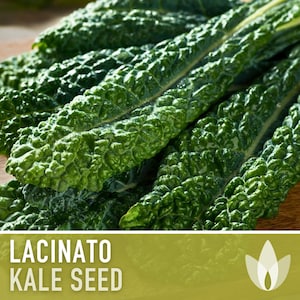 Lacinato Kale Heirloom Seeds - Dinosaur Kale, Tuscan, Nero Di Toscana ...