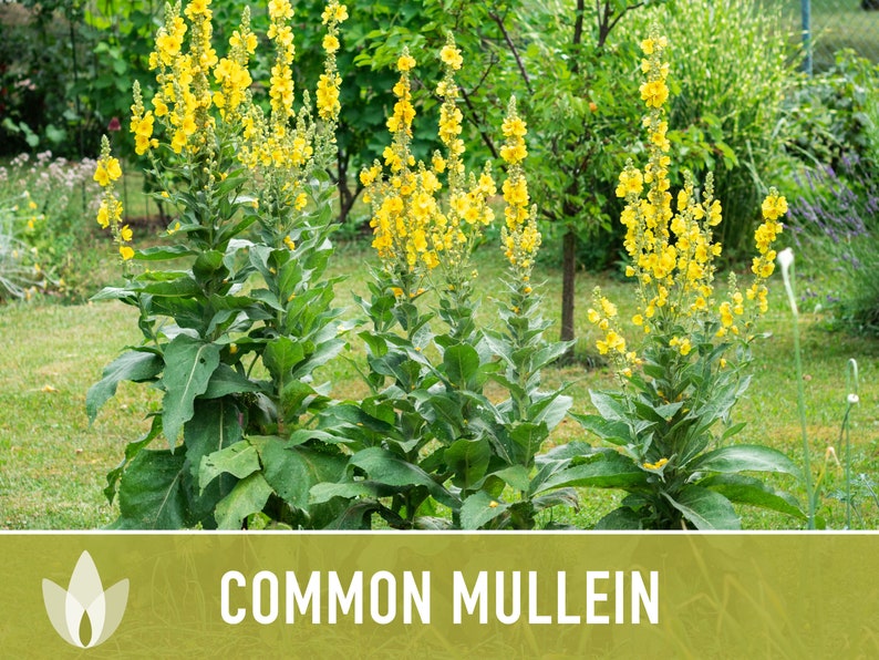 Common Mullein Seeds Medicinal Herb Seeds Heirloom Seeds - Etsy