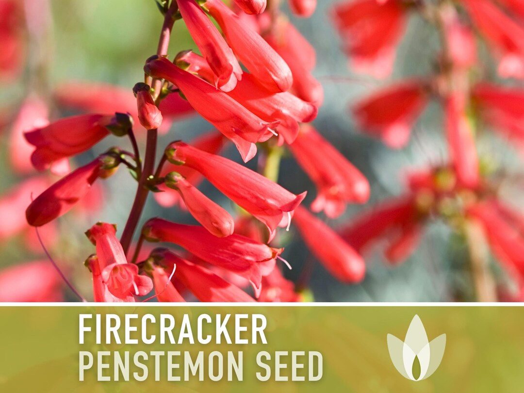 Firecracker Penstemon Seeds - Heirloom Red Beardtongue Flower - Etsy
