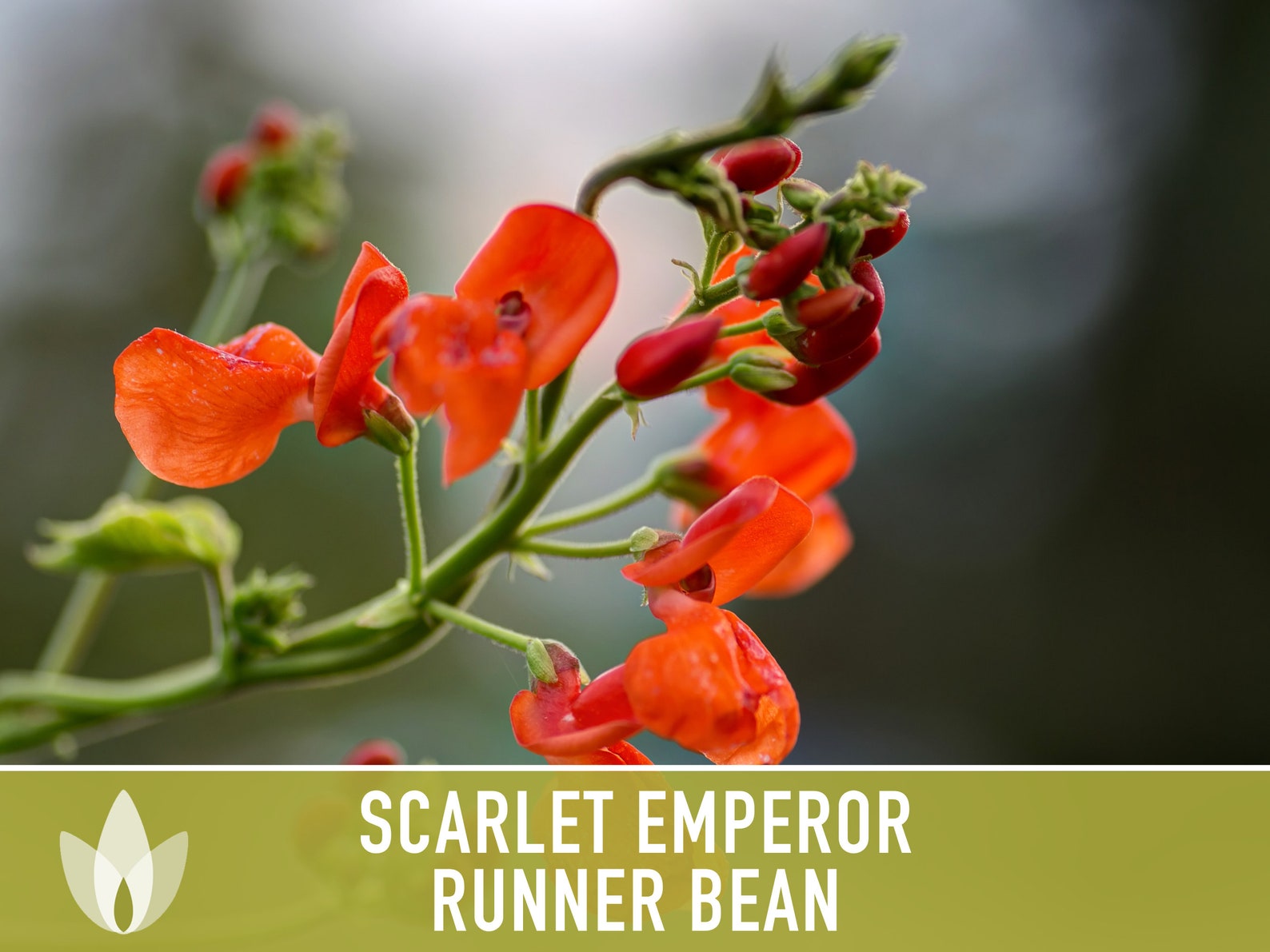 Scarlet Emperor Runner Bean Heirloom Seeds - Non-gmo, Open Pollinated ...