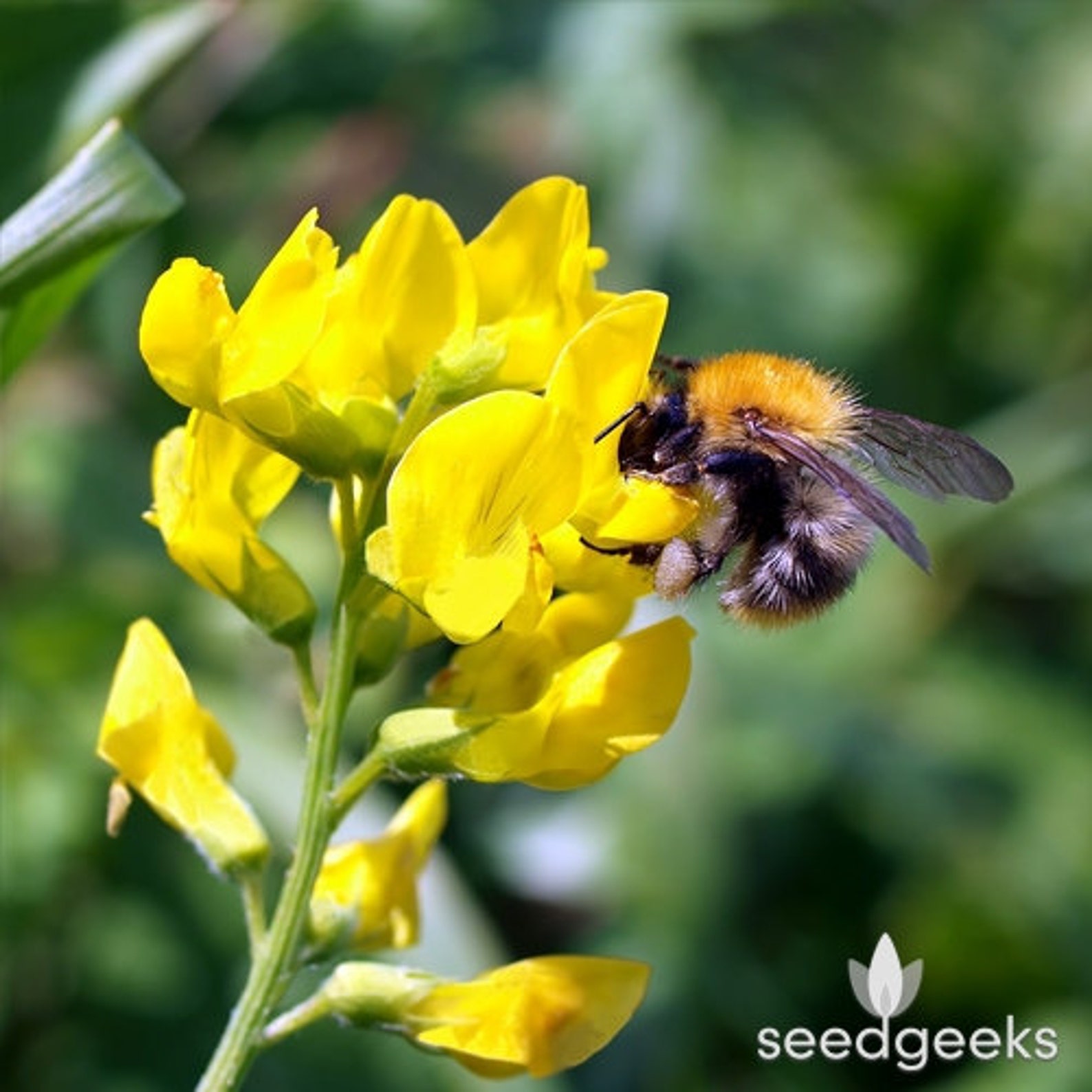 Feed the Bees Mix Heirloom Seeds Flower Seeds Wildflower - Etsy