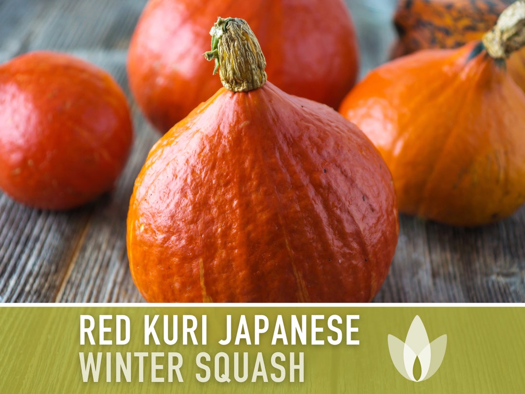 Red Kuri Squash Seeds – Heirloom Japanese Winter Squash, Non-gmo - Etsy