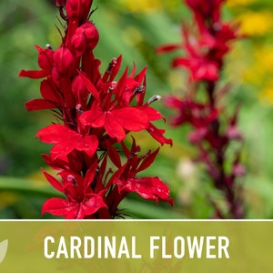 Cardinal Flower Seeds - Heirloom Seeds, Hummingbird Garden, Lobelia ...