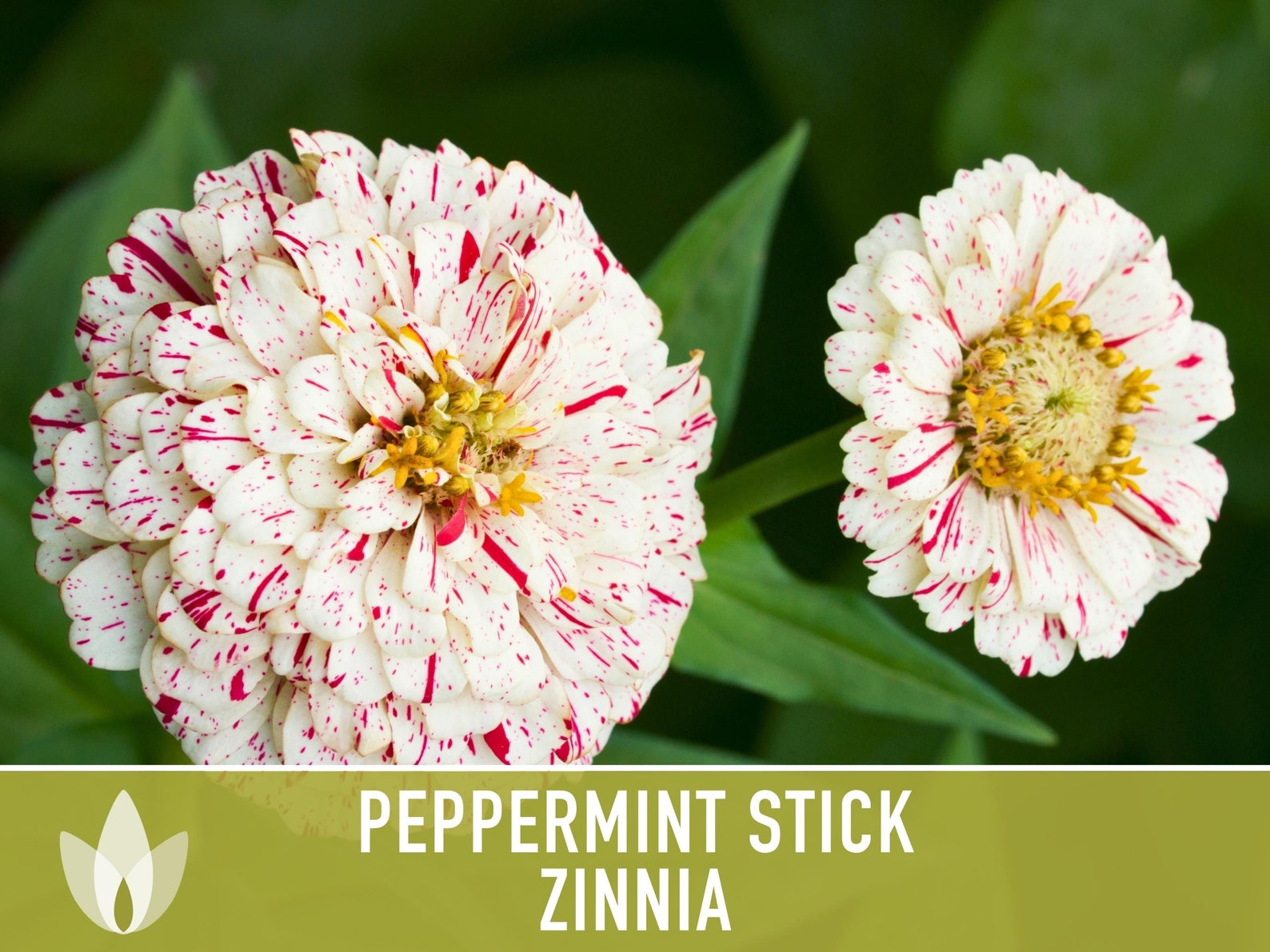 Zinnia, Peppermint Stick Flower Seeds Heirloom Seeds, Candy-striped ...