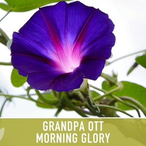 Morning Glory, Grandpa Ott Flower Seeds Heirloom Seeds, Vining, Annual ...