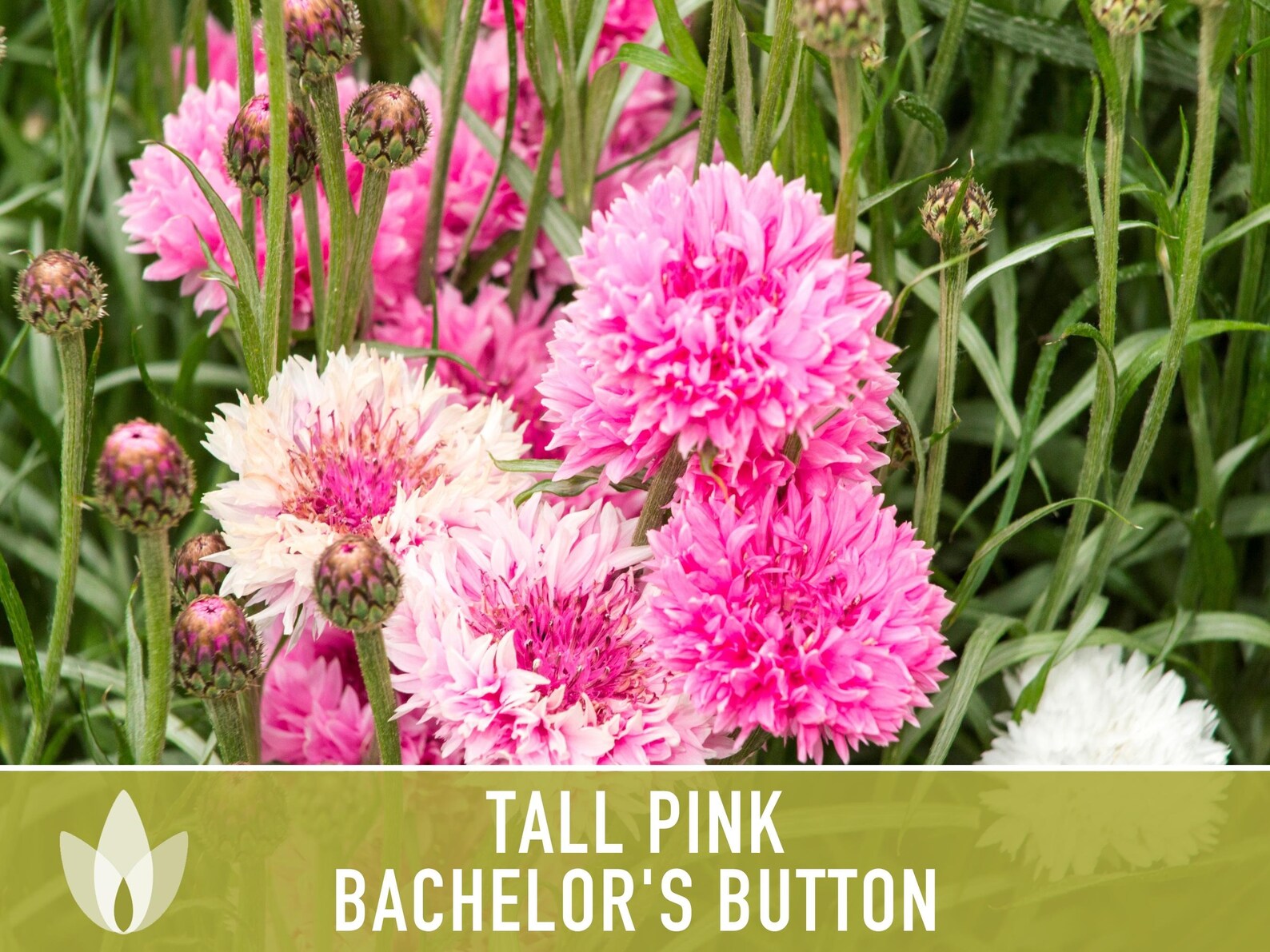 Bachelor's Button Tall Pink Flower Seeds Cornflower - Etsy