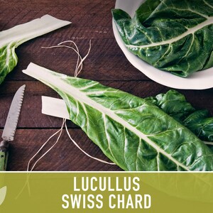 Lucullus Swiss Chard Heirloom Seeds - Etsy