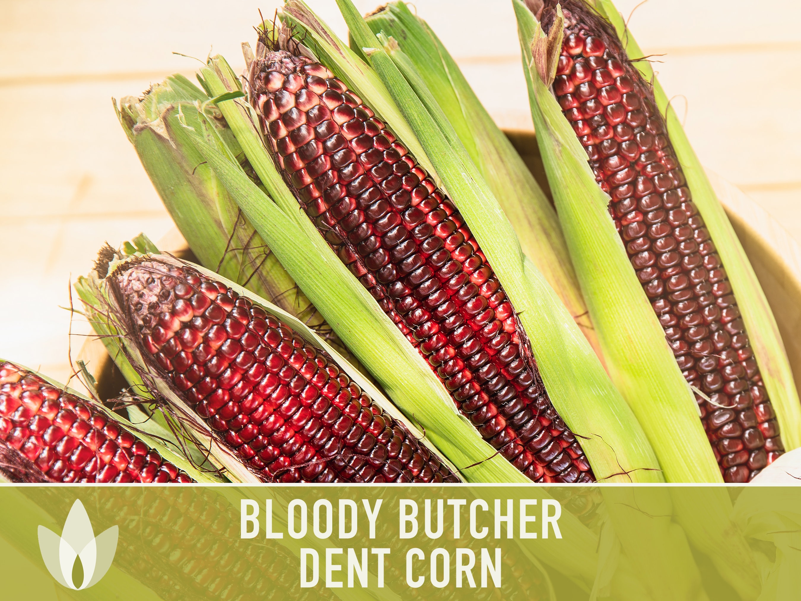 Bloody Butcher Corn Seeds - Heirloom Red Dent Flour Corn - Etsy
