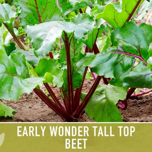 Early Wonder Tall Top Beet Heirloom Seeds - Etsy