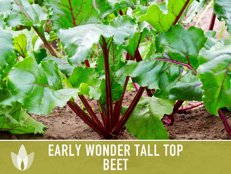 Early Wonder Tall Top Beet Heirloom Seeds - Etsy