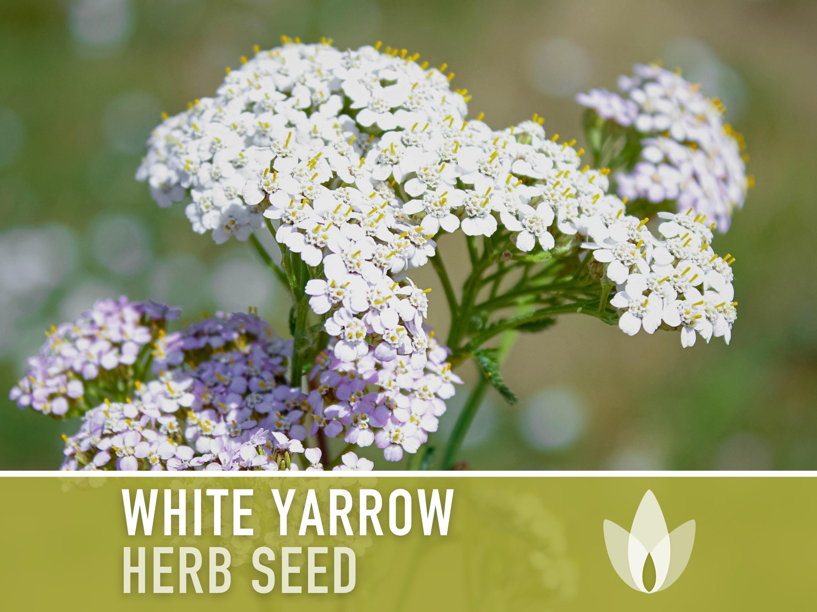 White Yarrow Leaves