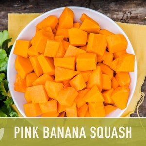 Pink Banana Winter Squash Seeds - Heirloom Seeds, Giant Butternut ...