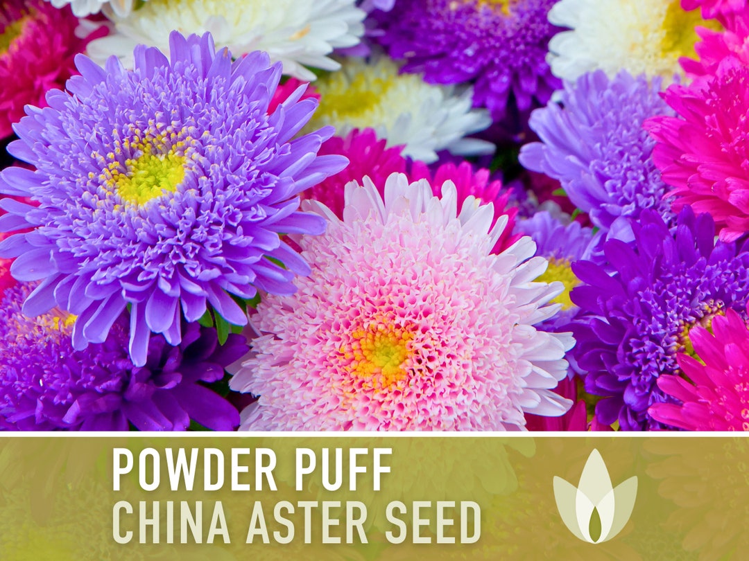 Aster, Powder Puff Flower Seeds - Heirloom Seeds, China Aster, Fluffy ...