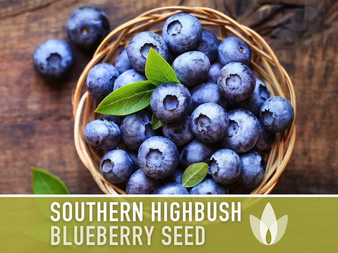 Blueberry, Southern Highbush Seeds - 50 Heirloom Seeds, Bluecrop ...