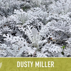 Dusty Miller (silverdust) Flower Seeds - Heirloom Seeds, Cineraria ...
