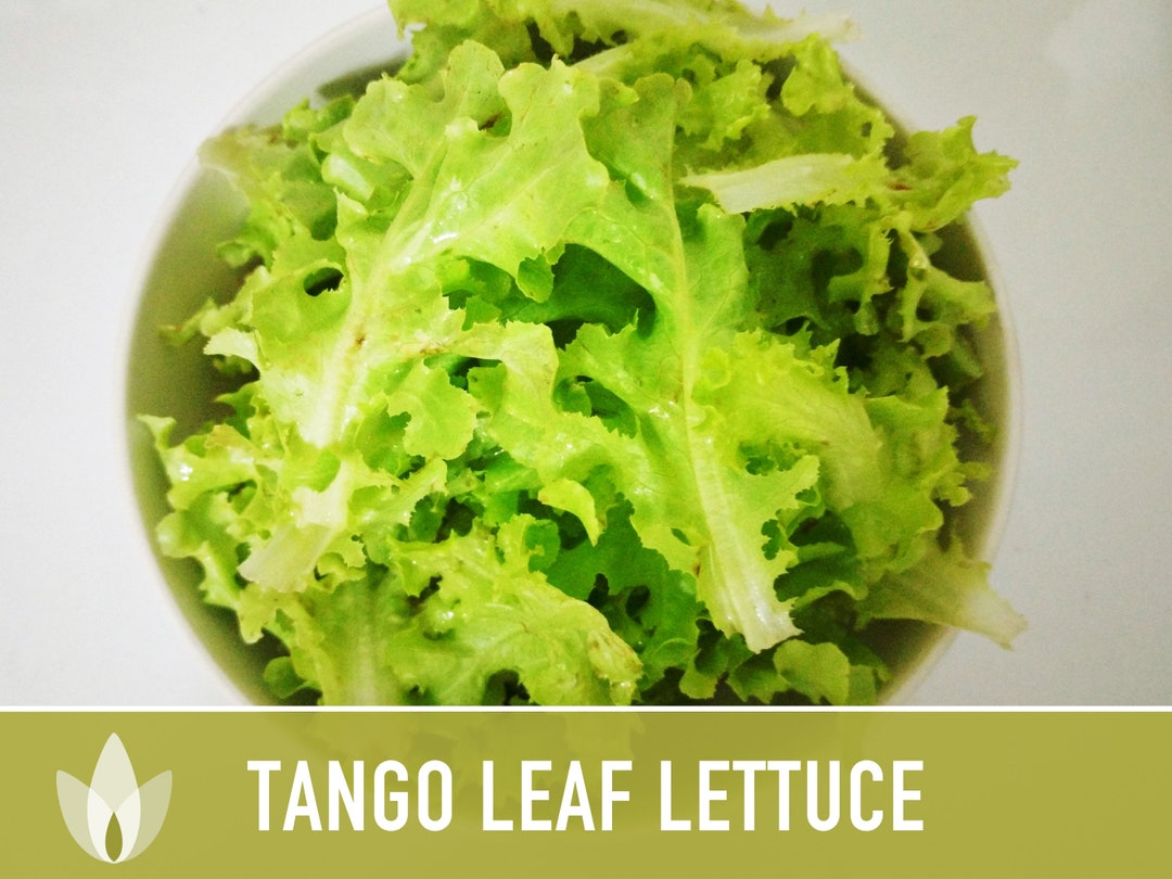 Tango Leaf Lettuce Seeds Heirloom Seeds Oakleaf Lettuce - Etsy