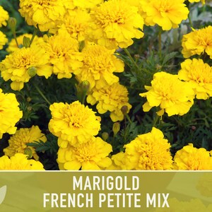 Marigold French Petite Mix Dwarf Flower Seeds Heirloom Seeds, Flower ...