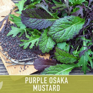 Purple Osaka Mustard Greens Heirloom Seeds - Fresh Salad Mix ...