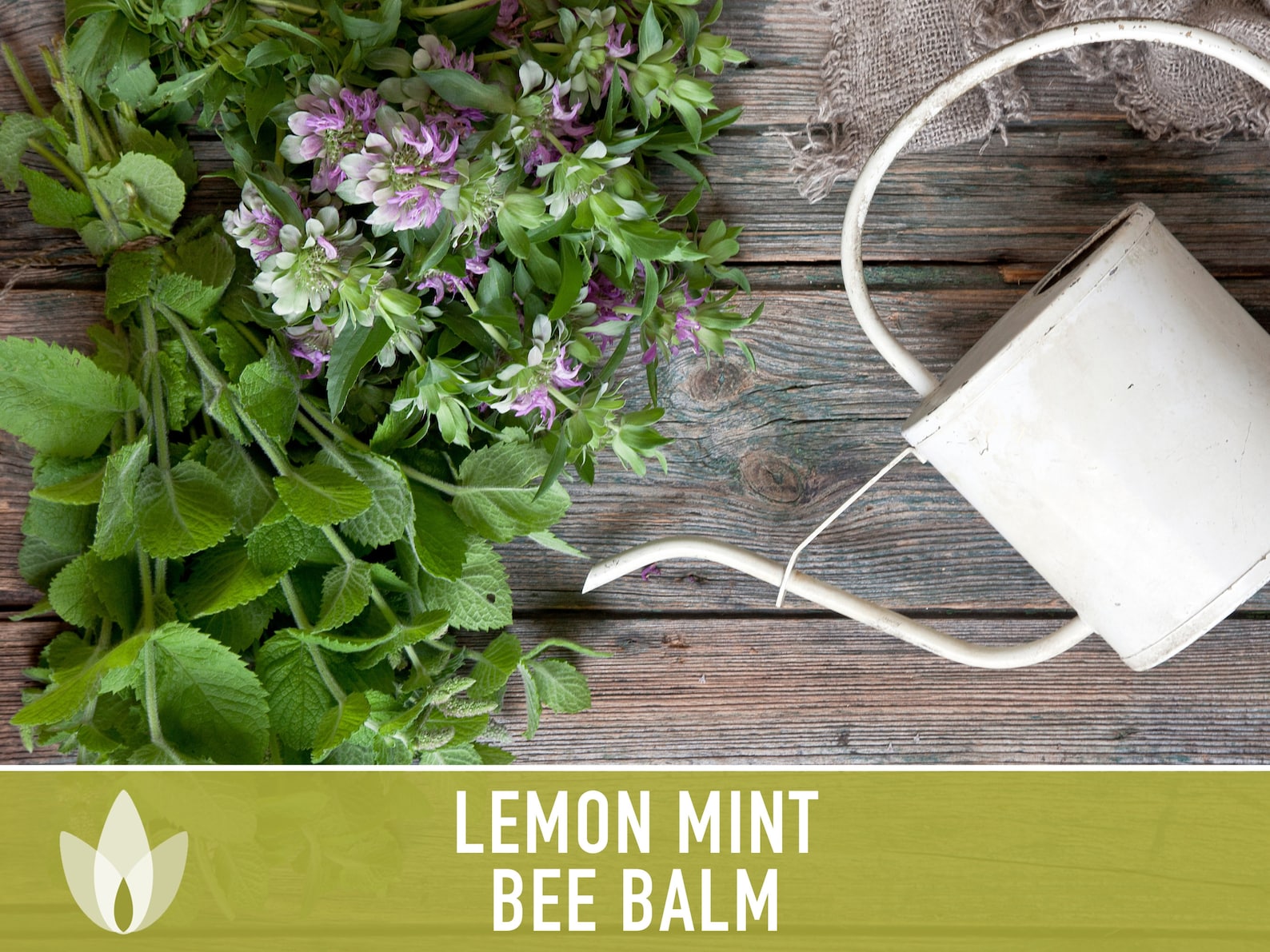 Lemon Mint Bee Balm Bergamot Herb Heirloom Seeds - Etsy