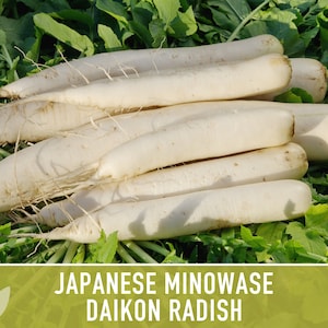 Japanese Minowase Daikon Radish Heirloom Seeds - Etsy