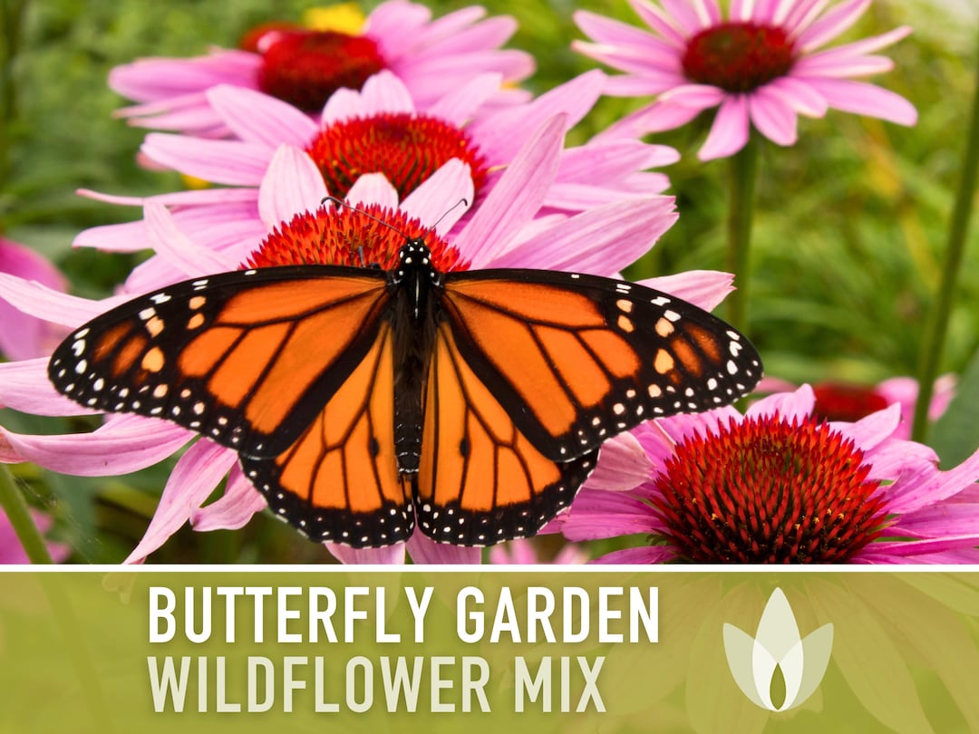 Butterfly Garden Flower Seeds Mix, Pollinator Wildflower Seeds - Etsy