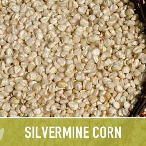 Silvermine White Dent Corn Seeds - Heirloom Seeds, Early Boone County ...