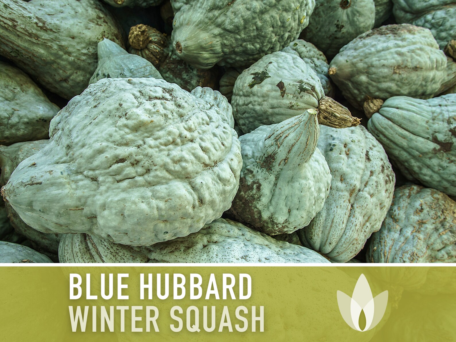 Blue Hubbard Winter Squash Heirloom Seeds - Etsy