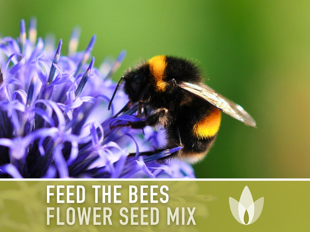 Feed the Bees Mix Heirloom Seeds, Flower Seeds, Wildflower - Etsy
