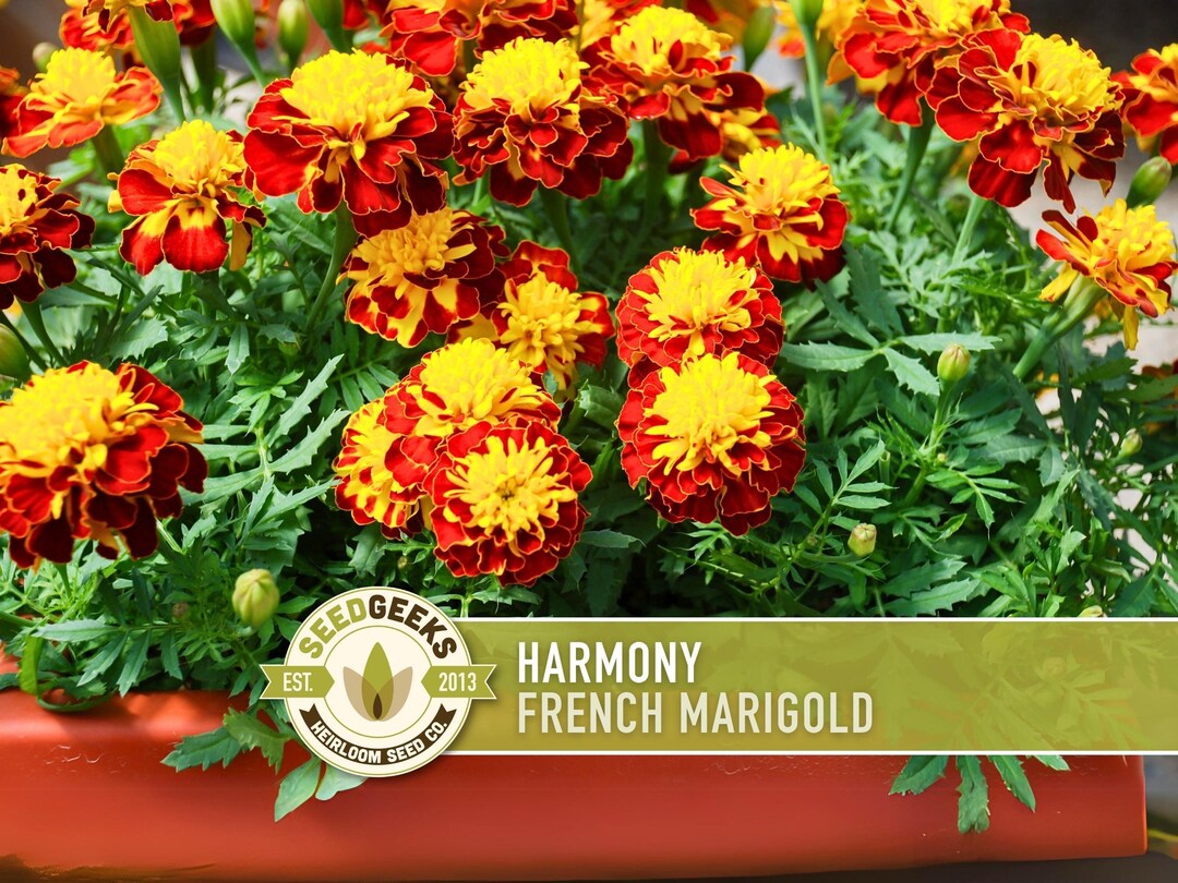 Harmony French Marigold Seeds, Dwarf Bi-colored Blooms, Heirloom Non ...