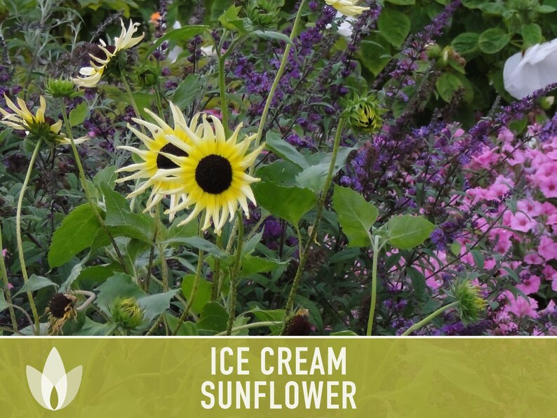 Ice Cream Sunflower Seeds – Heirloom Helianthus, Cream & Yellow - Etsy