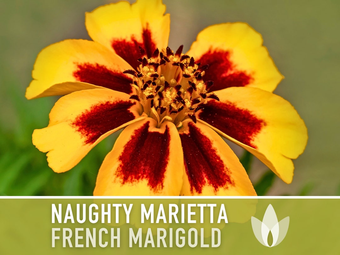 French Marigold (tagetes Patula) Naughty Marietta Seeds | Heirloom ...