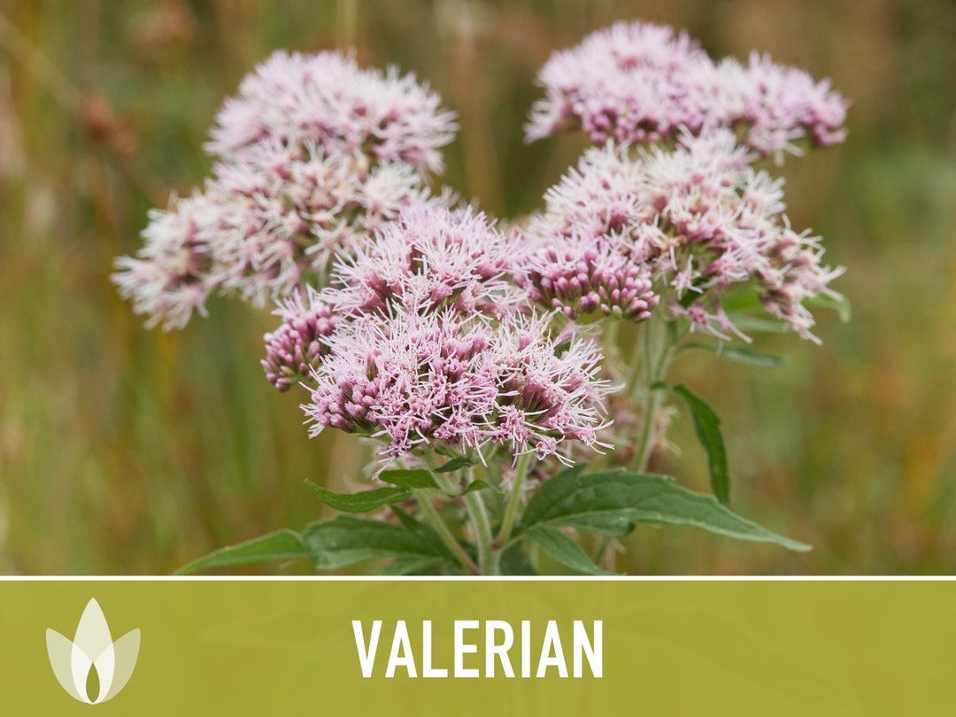 Valerian Flower Seeds Heirloom Seeds Medicinal Herb Seeds - Etsy