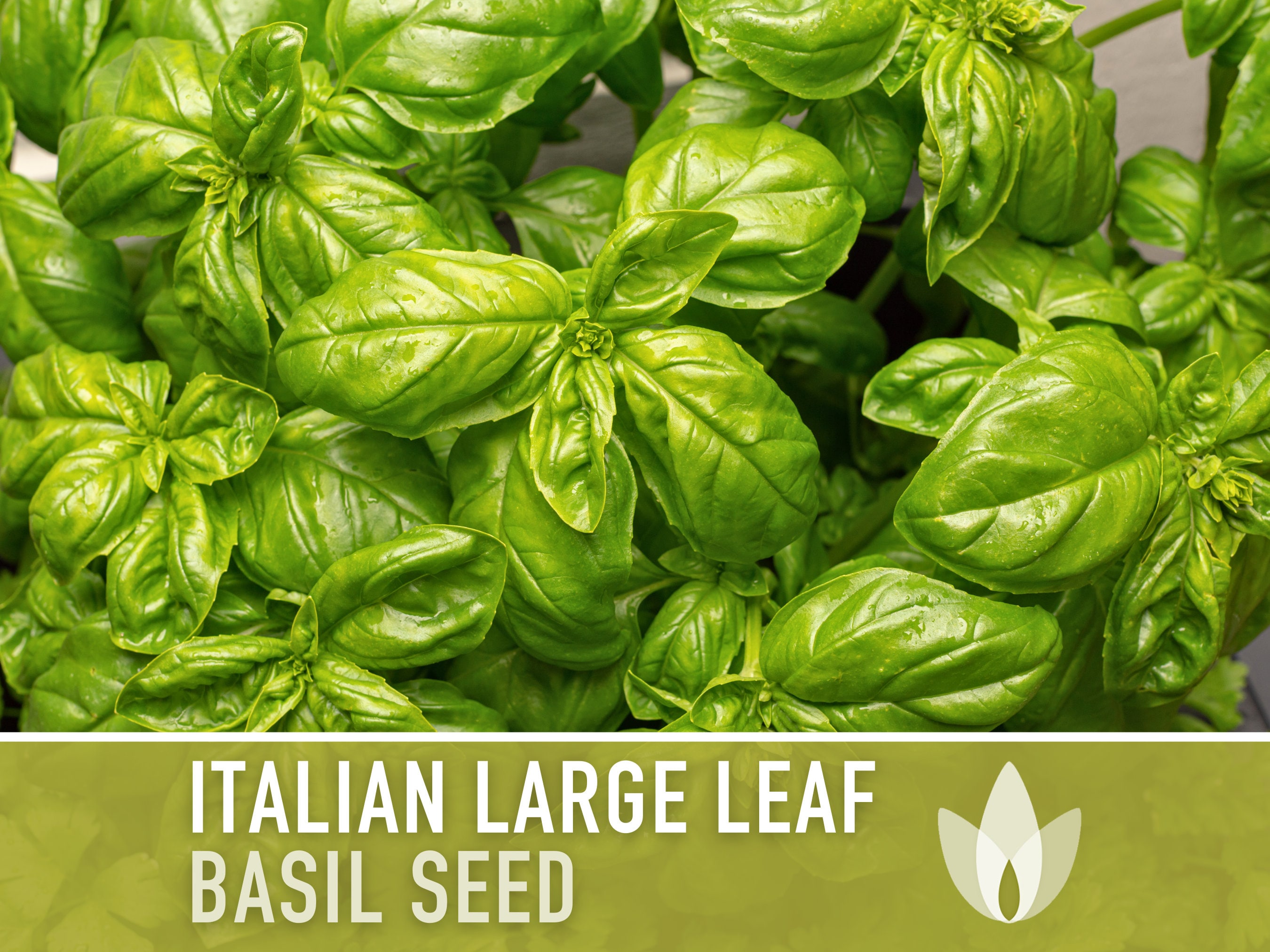 Italian Large Leaf Basil Heirloom Herb Seeds - Non-gmo, Open Pollinated ...