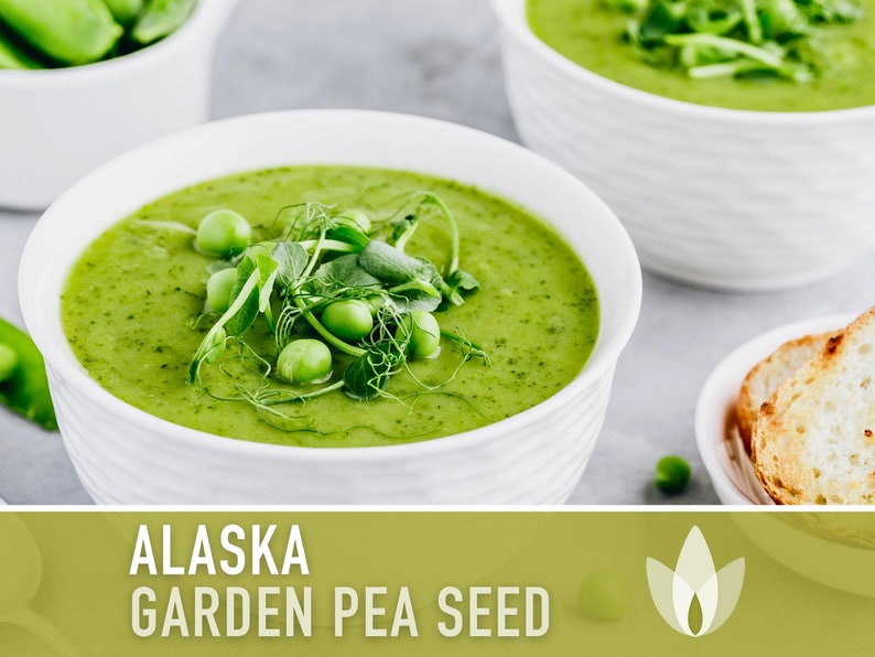 Alaska Garden Pea Seeds – Heirloom, Early Maturing, 60 Seeds - Etsy