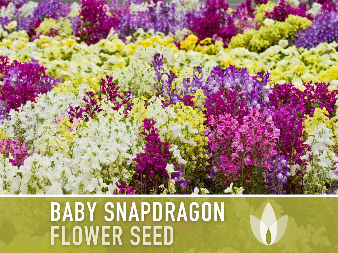 Baby Snapdragon (toadflax) Flower Seeds - Heirloom Seeds, Spurred ...