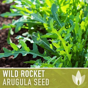 Wild Rocket Arugula Seeds - Heirloom Seeds, Slow Bolt, Long Season ...